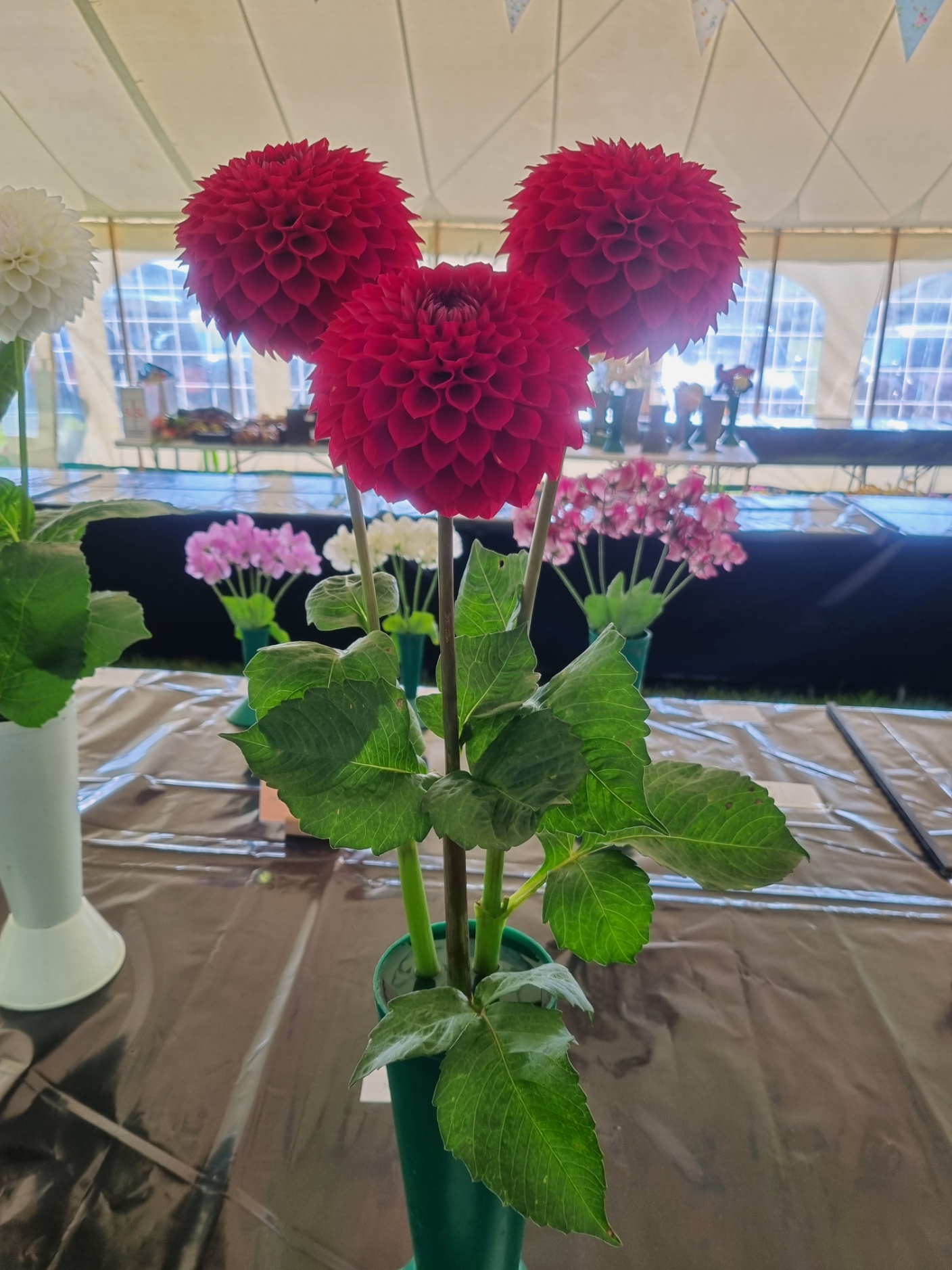 Melplash Show 2021 – Fairplace
